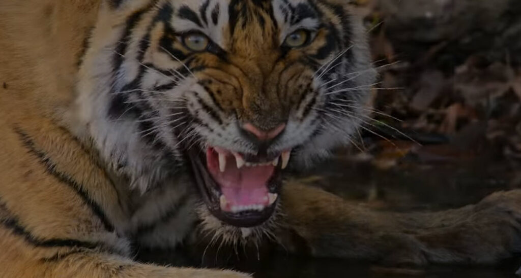 Priyanka Chopra Jonas Narrates Tiger from Disney Nature only on Disney+ ...