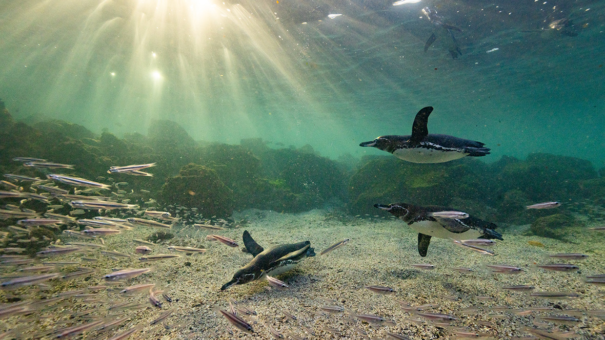 Secrets of the Penguins Reveals New Behaviors on Disney+