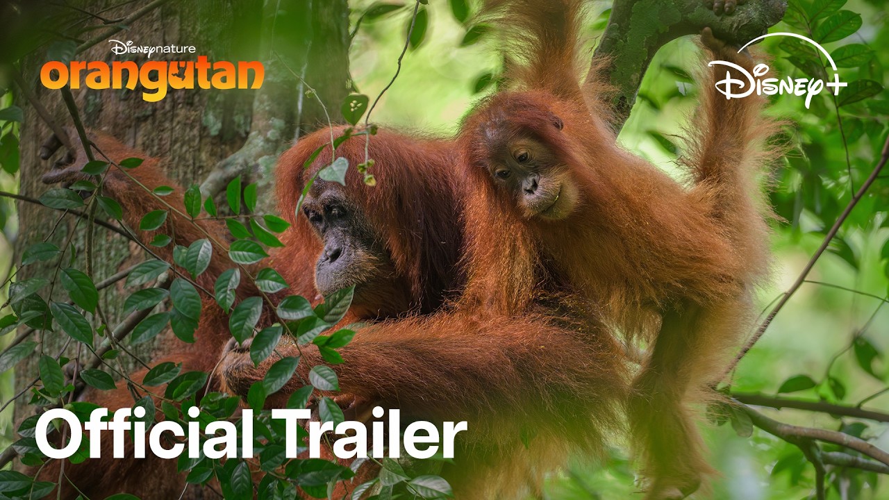 Disneynature Orangutan Trailer Debuts for Earth Day 2026